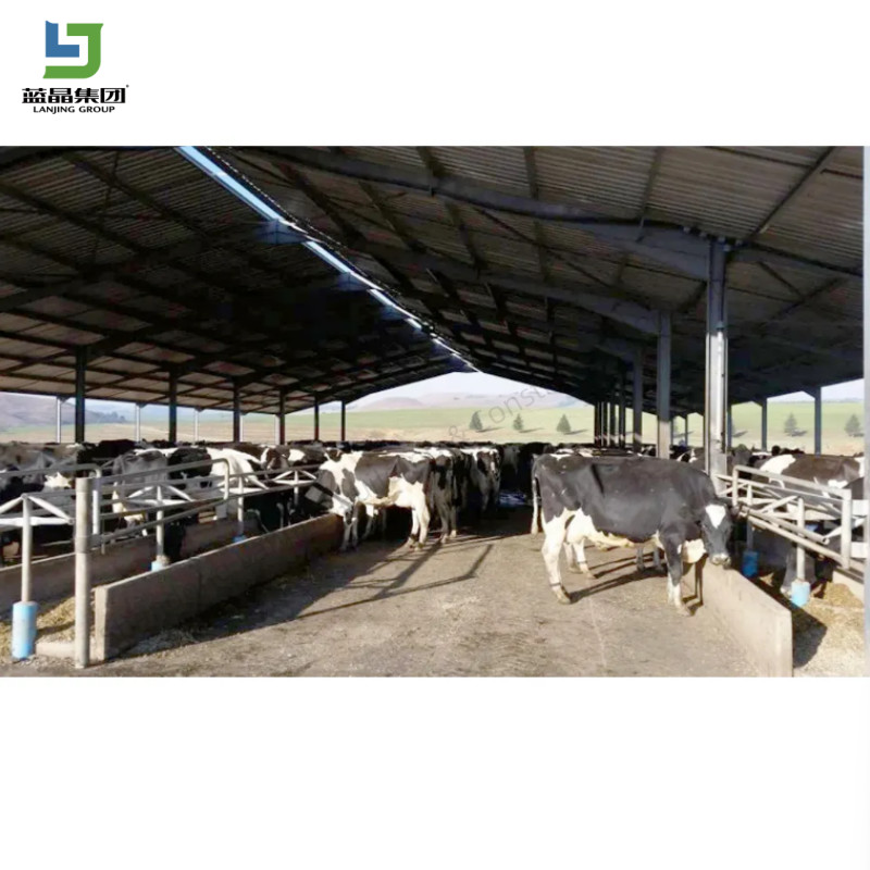 Prefabricated Cattle Goat House Steel Structure Dairy Farm Building Cow ...